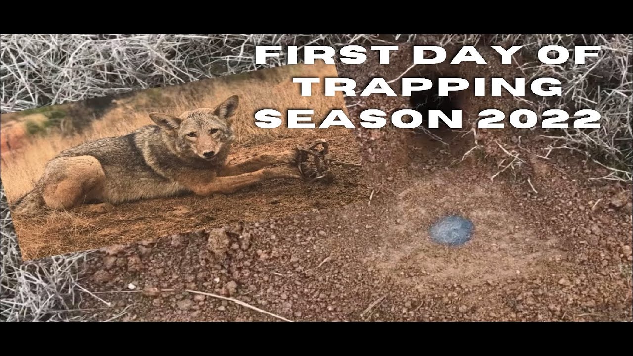 FIRST DAY OF TRAPPING SEASON 2022 - YouTube