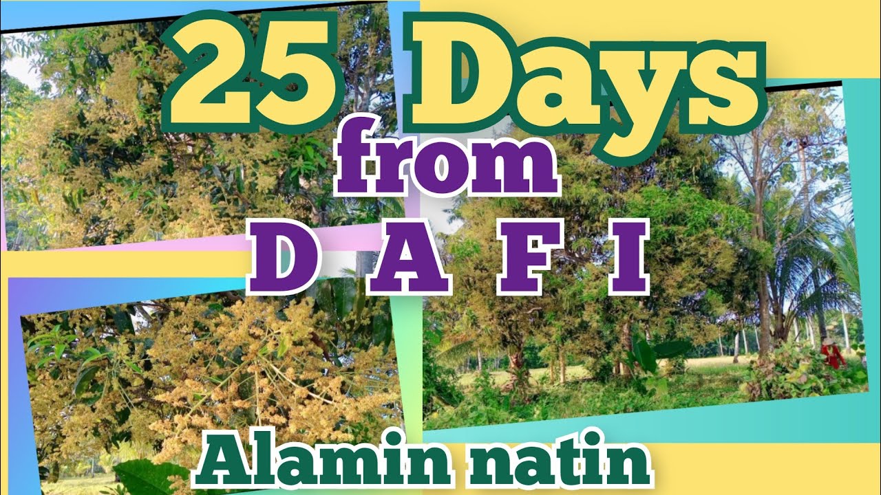 MANGO 25 DAYS FROM DAYS AFTER FLOWER INDUCTION alamin natin # ...