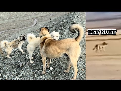 KURT GÜNDÜZ VAKTİ SÜRÜYE GELDİ. KARABAŞ SÜRÜ KÖPEKLERİNE KARŞI.