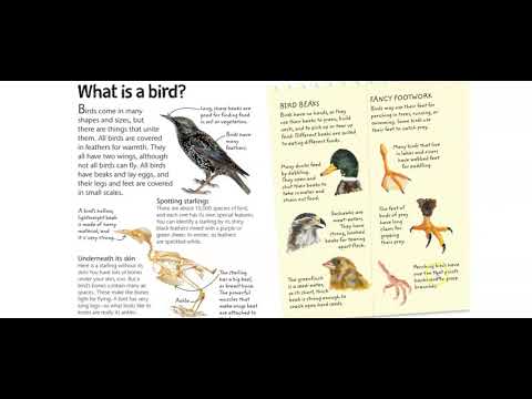 DK Birds P1 - YouTube