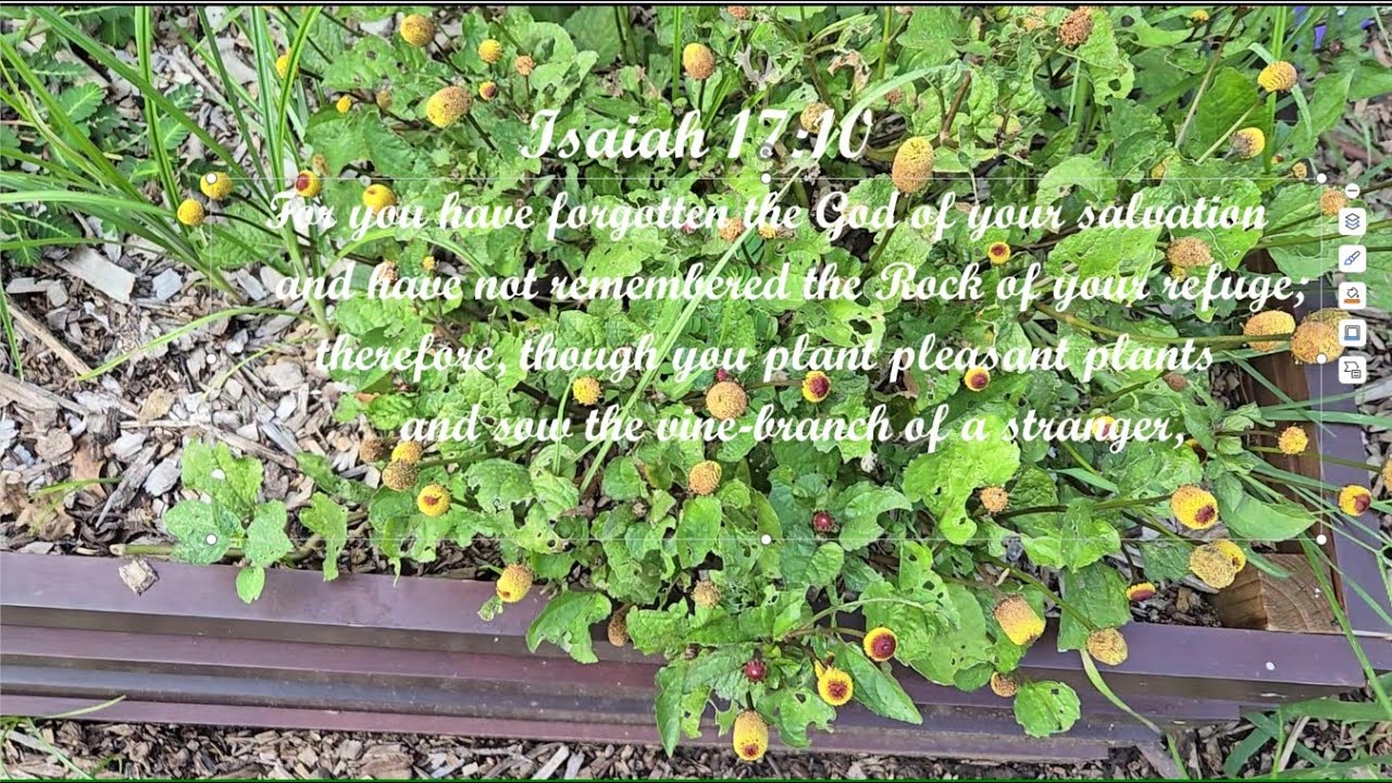 How to Make Toothache Plant Tincture (August 16, 2024) - YouTube