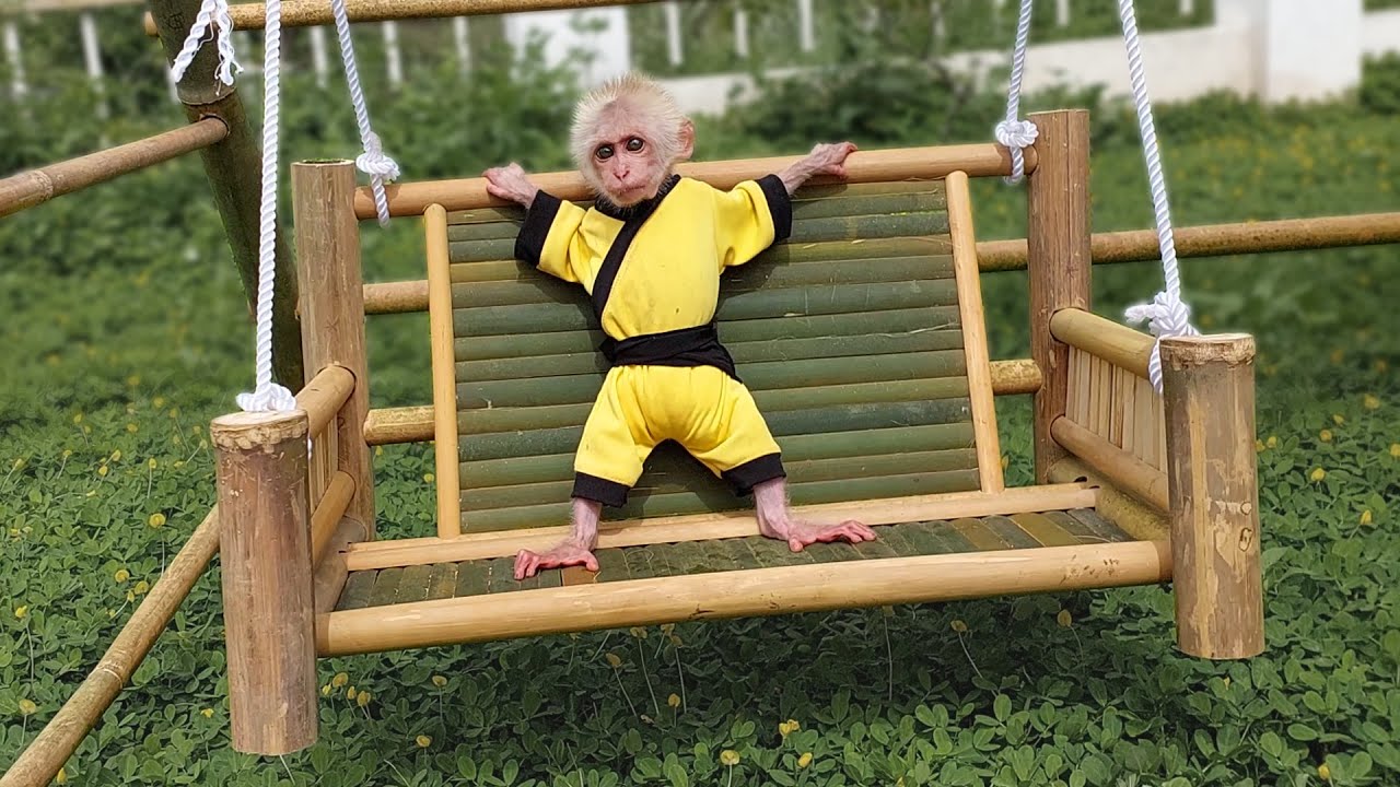 Patience rewarded: Monkey Bon's delight in his new bamboo swing - YouTube