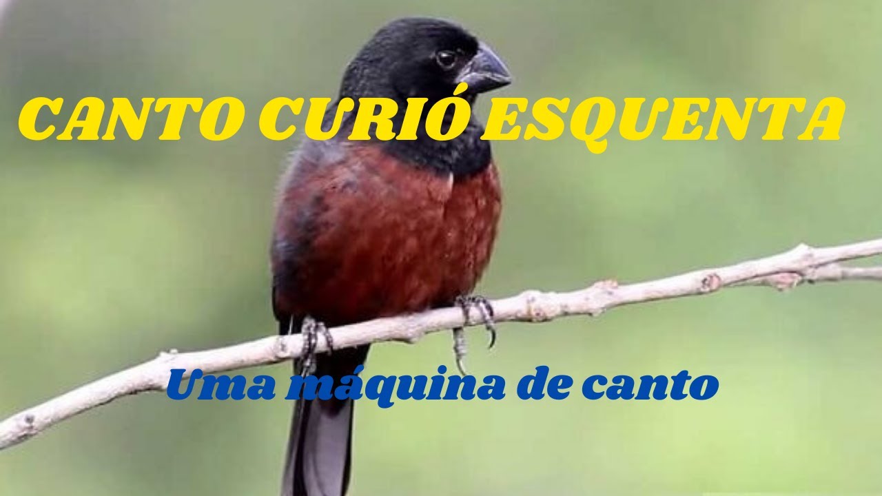 Canto do Curió Esquenta/20 minutos de esquenta Curió/ cantando muito ...
