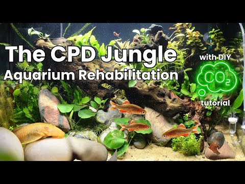 Jungle Nano Fish (CPD) Aquarium (with DIY CO2 Tutorial) - YouTube