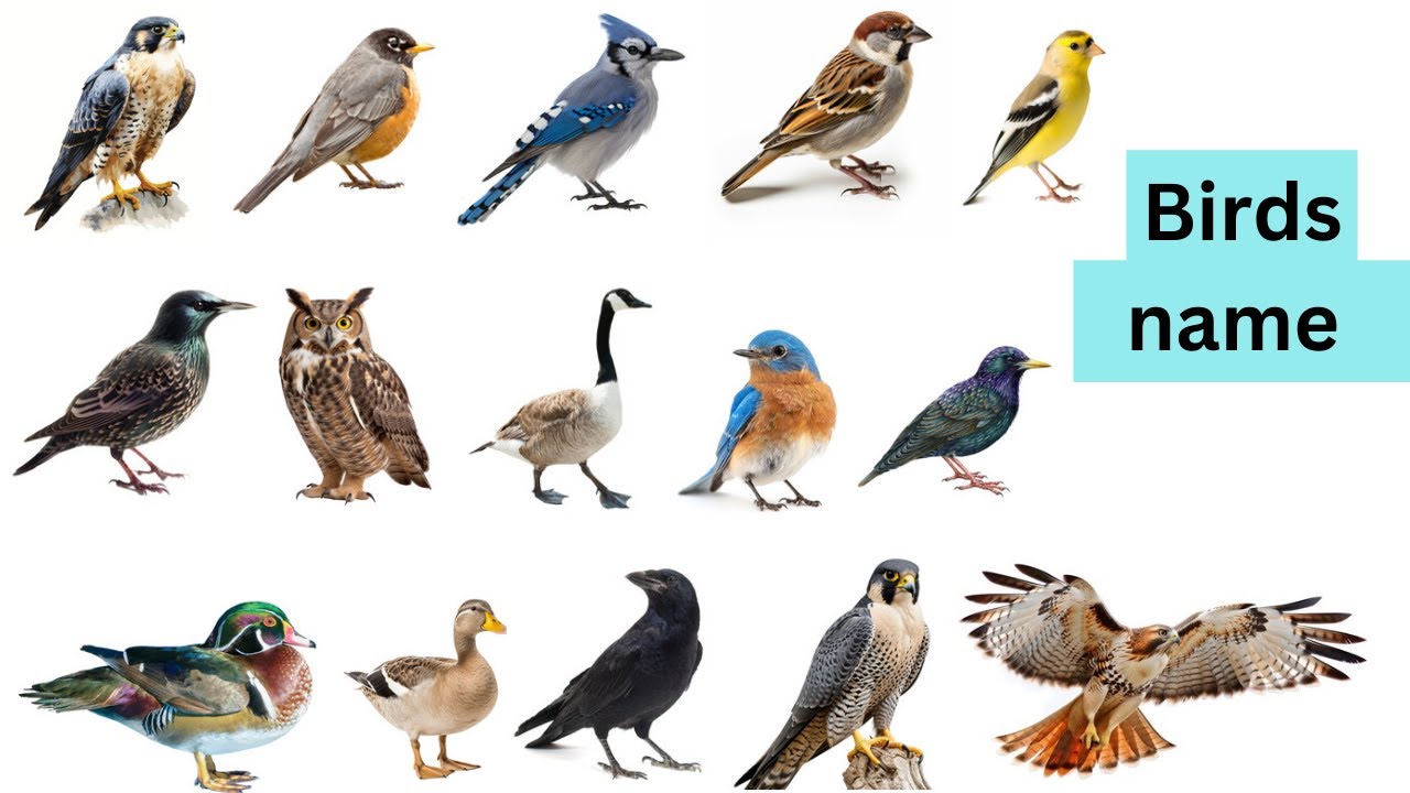 Birds name || Birds vocabulary || Birds name in English with pictures ...