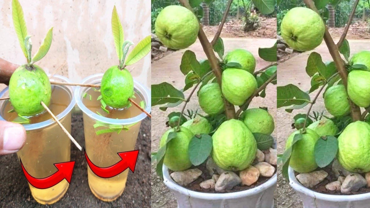 Best Skills!! How to graft guava trees from guava fruit 100% success ...