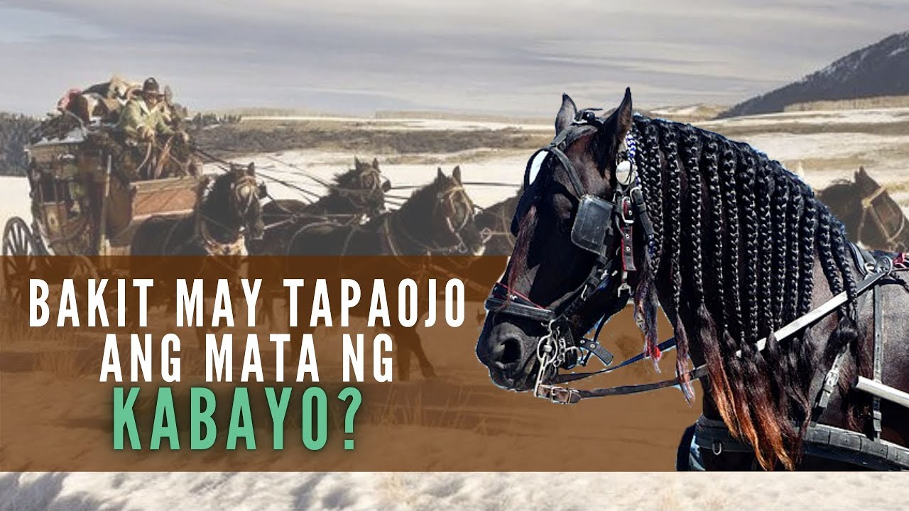 Bakit Nilalagyan ng Takip ang Mata ng Kabayo I Kamalayan - YouTube