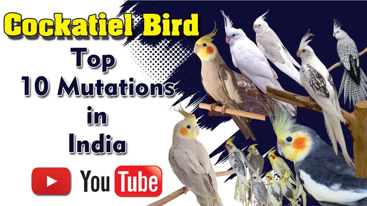 Cockatiel Bird Mutations || Cockatiel Top 10 Mutations - YouTube