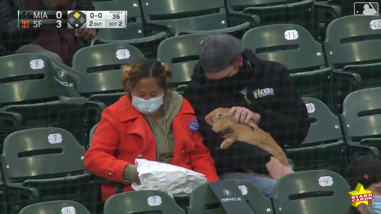 Ballpark Bunny: Giants fans smuggle giant rabbit into Oracle Park 🐇 ...