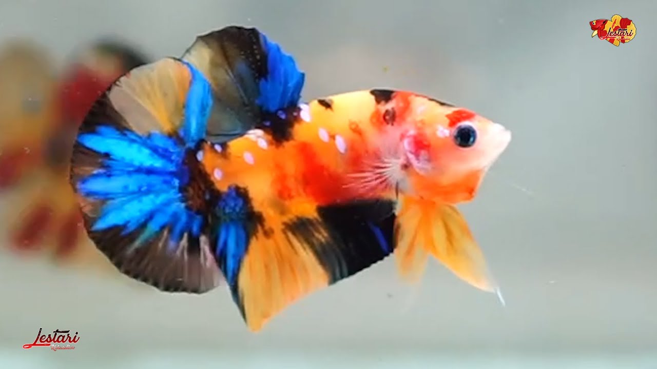 BETTA FISH | KAMPFFISCH | BETTA FISH MUSIC | TOYOTA BETTA CAR | BETTA ...