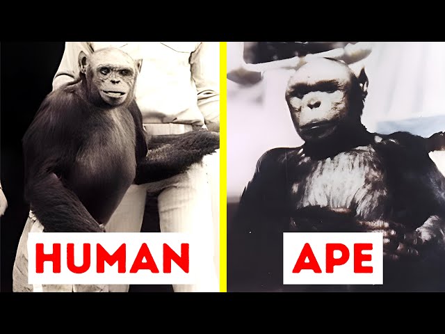 Humanzee Experiment
