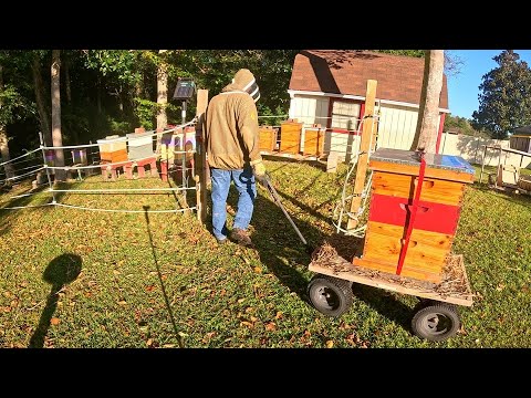 Moving Bee Hives - YouTube