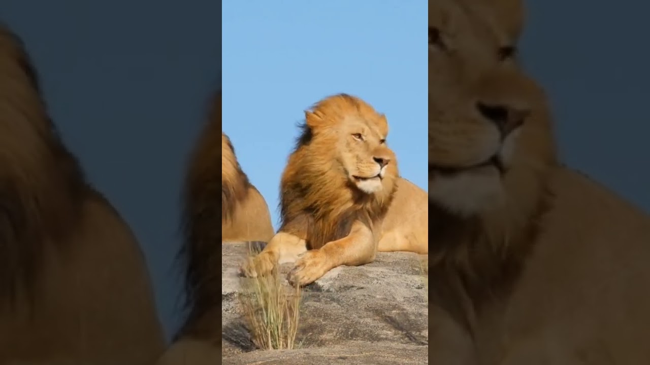 lion 🦁 - YouTube