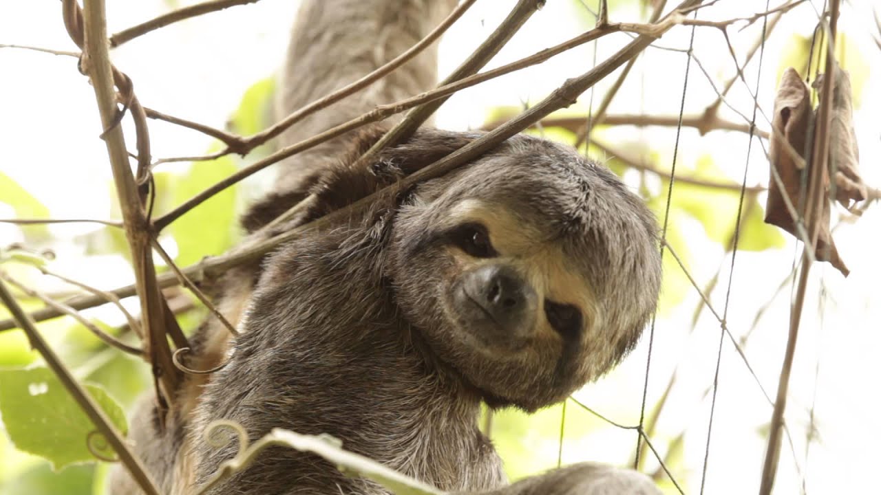 A Curious Sloth - YouTube