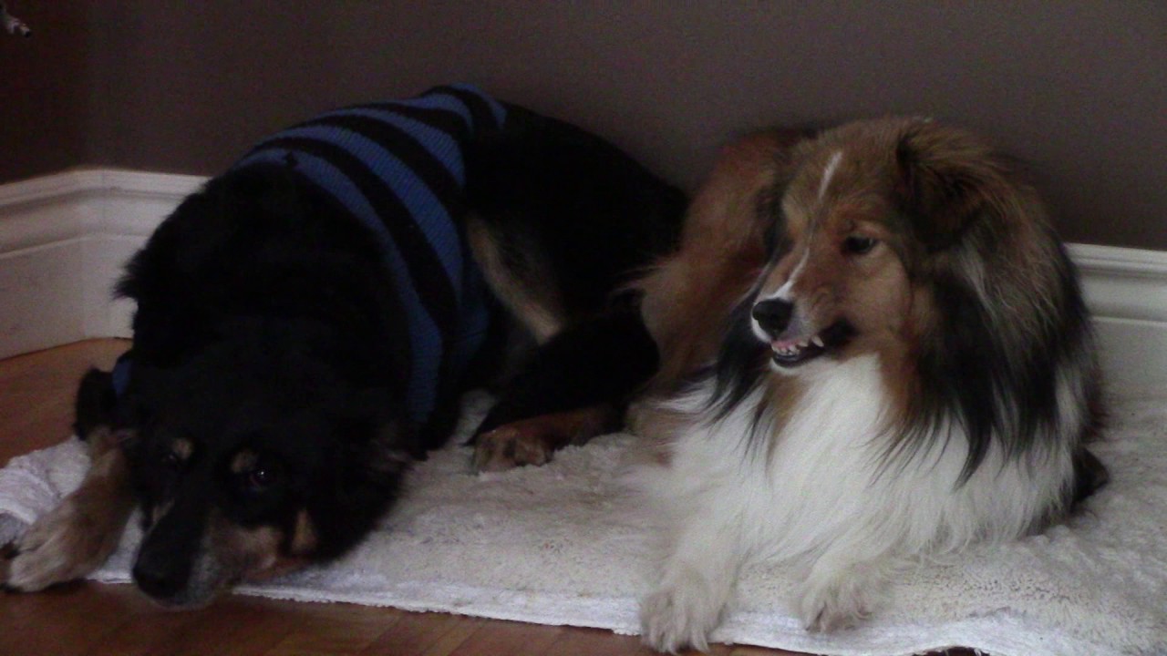 Ho'oponopono for dogs - YouTube