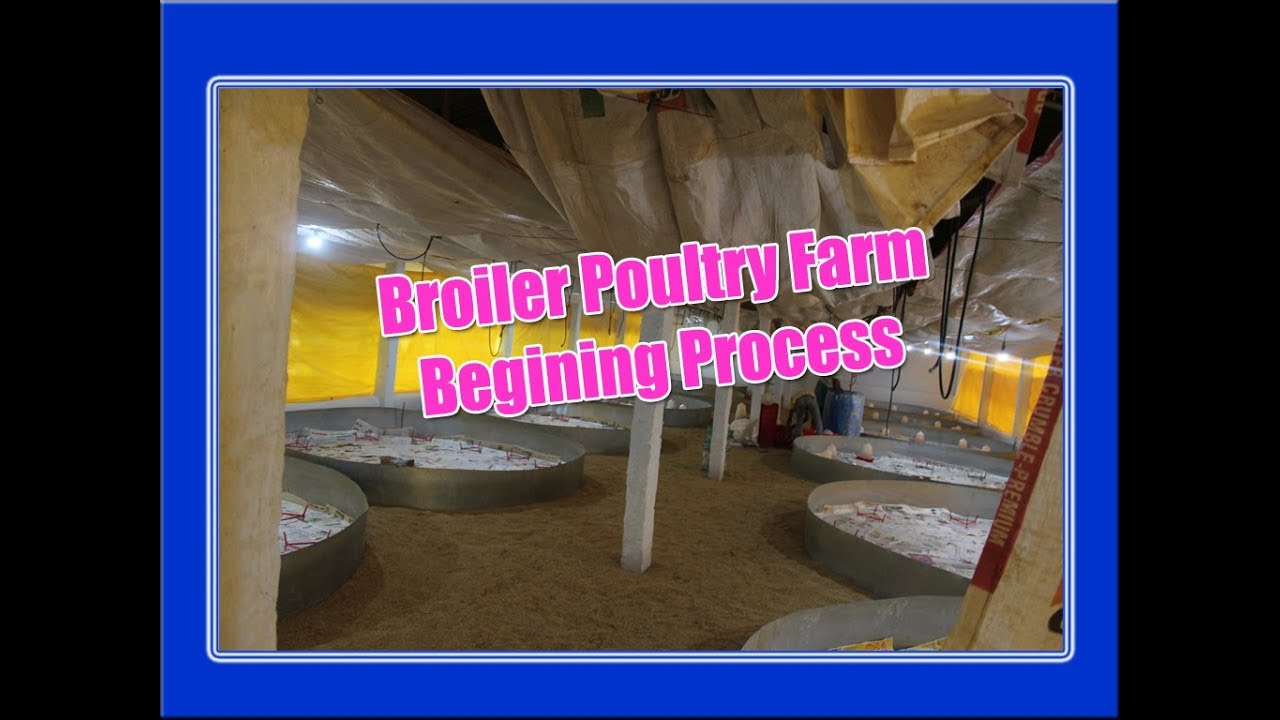 Broiler Poultry Farm Beginning Process/ Poultry Farming Full Info ...