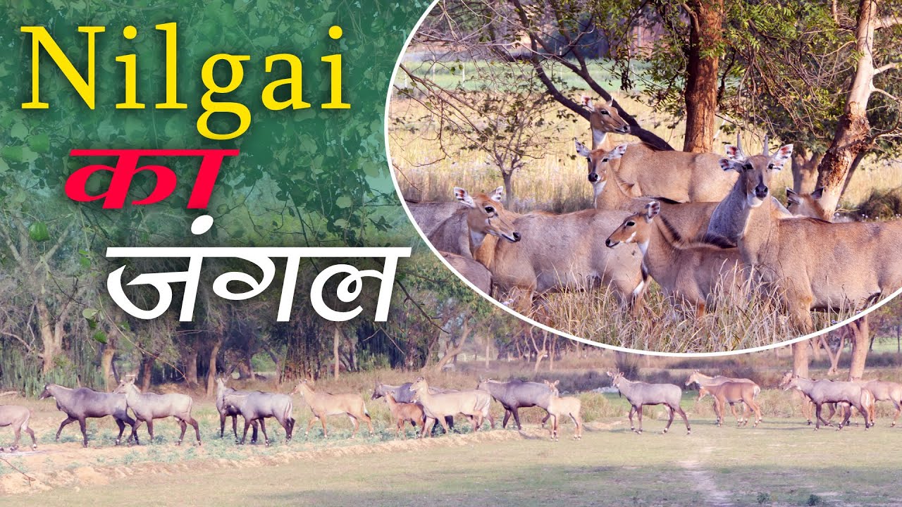 A huge group of Nilgai was seen in this field today | नीलगाय का बहुत ...