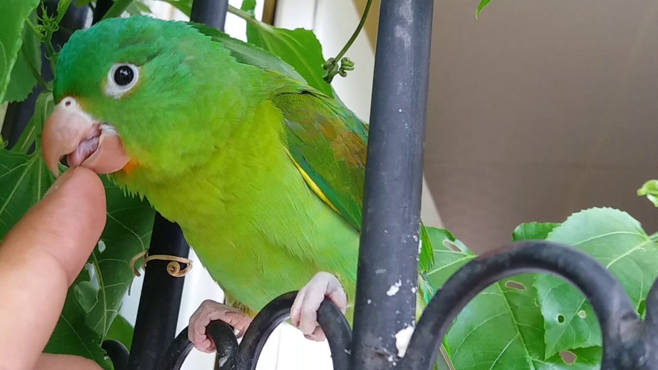 Chocoyito de Nicaragua - YouTube