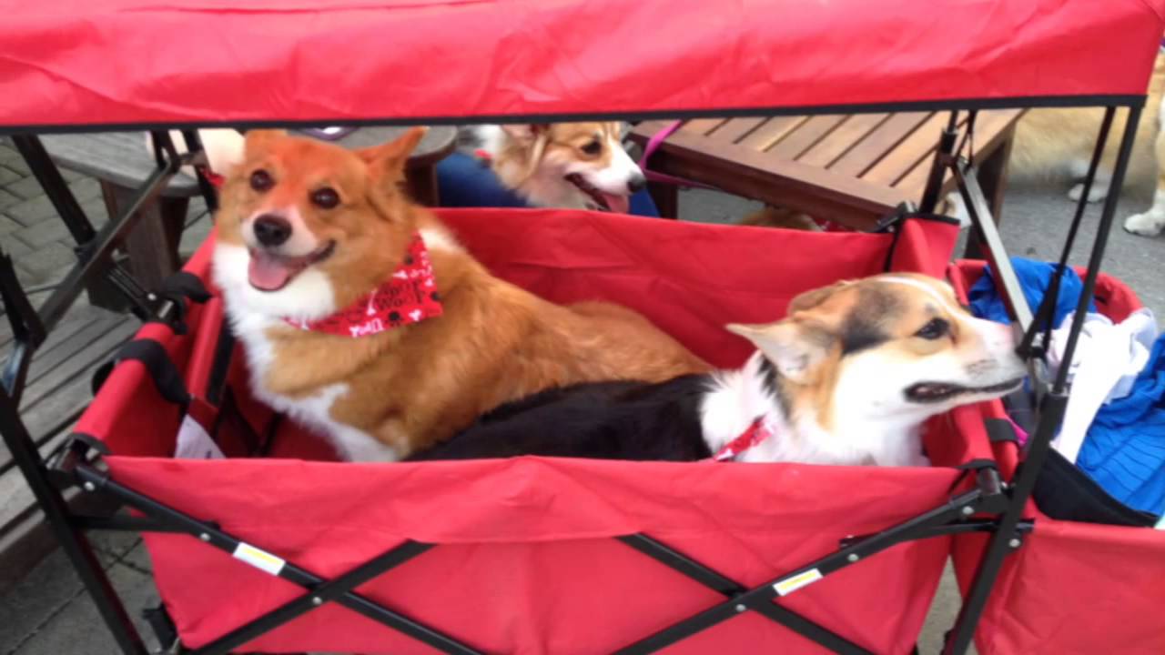 Corgi Walk 2015 - YouTube