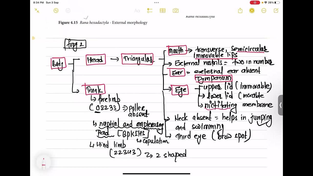 LECTURE2 ON FROG BY MG SIR - YouTube