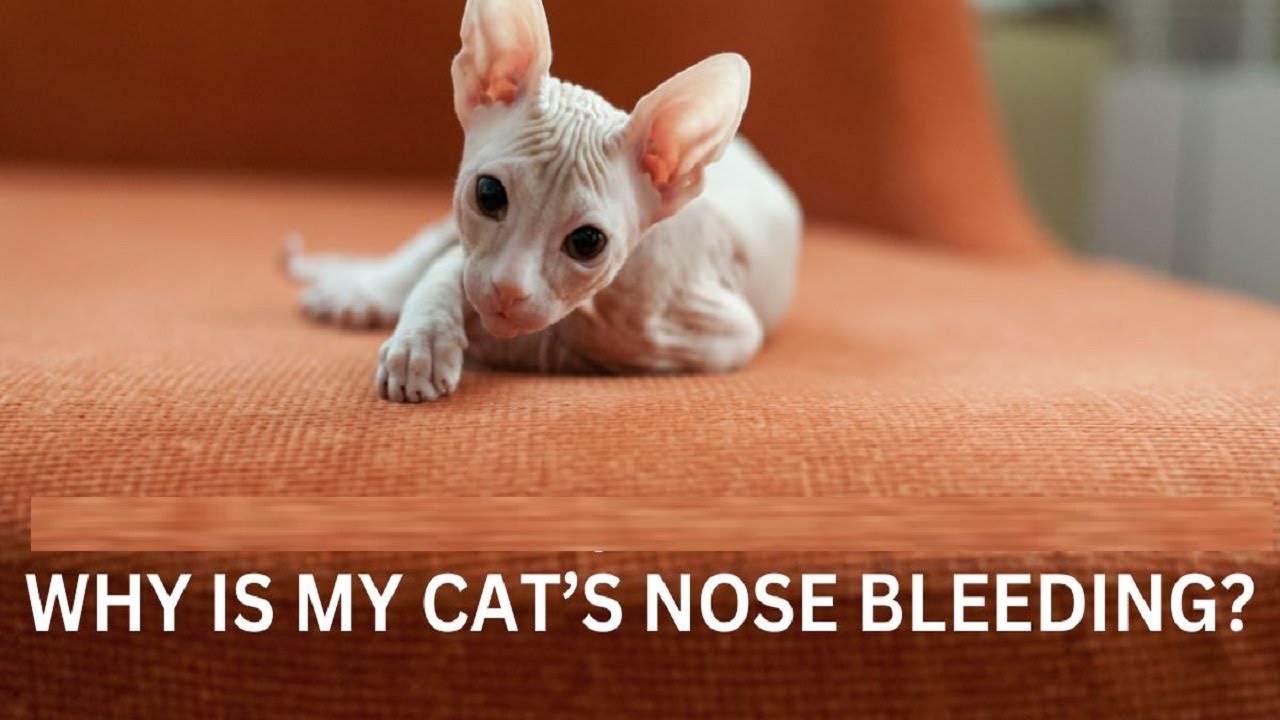 Why Is My Cat’s Nose Bleeding? | Why Is My Cat Bleeding From One ...