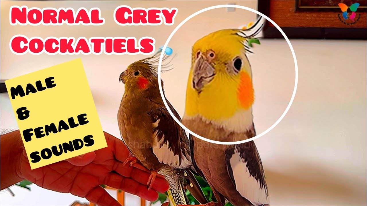Happy Normal Grey Cockatiel Male & Female making sounds # ...