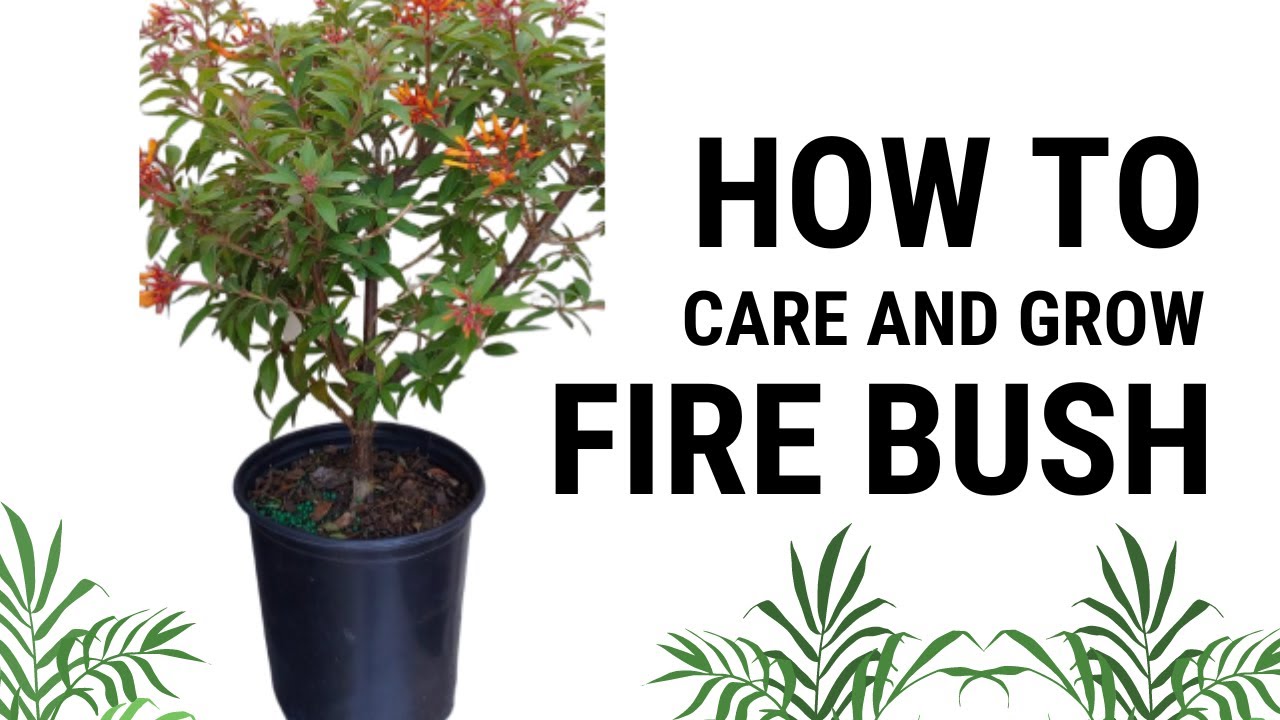 Firebush Plant Care | How To Propagation Firebush - YouTube