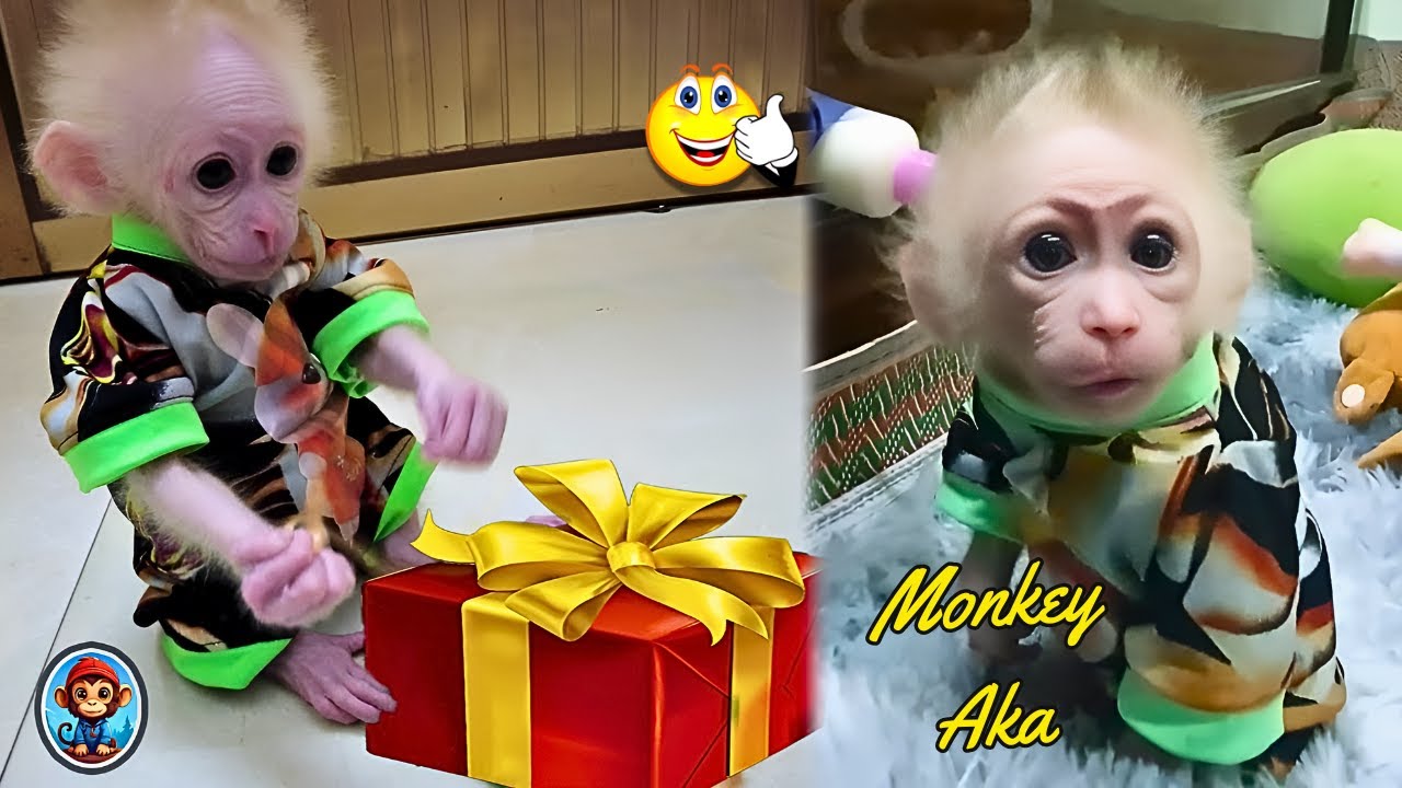 Baby monkey AKA is very excitedly to receive gifts from Santa Claus ...
