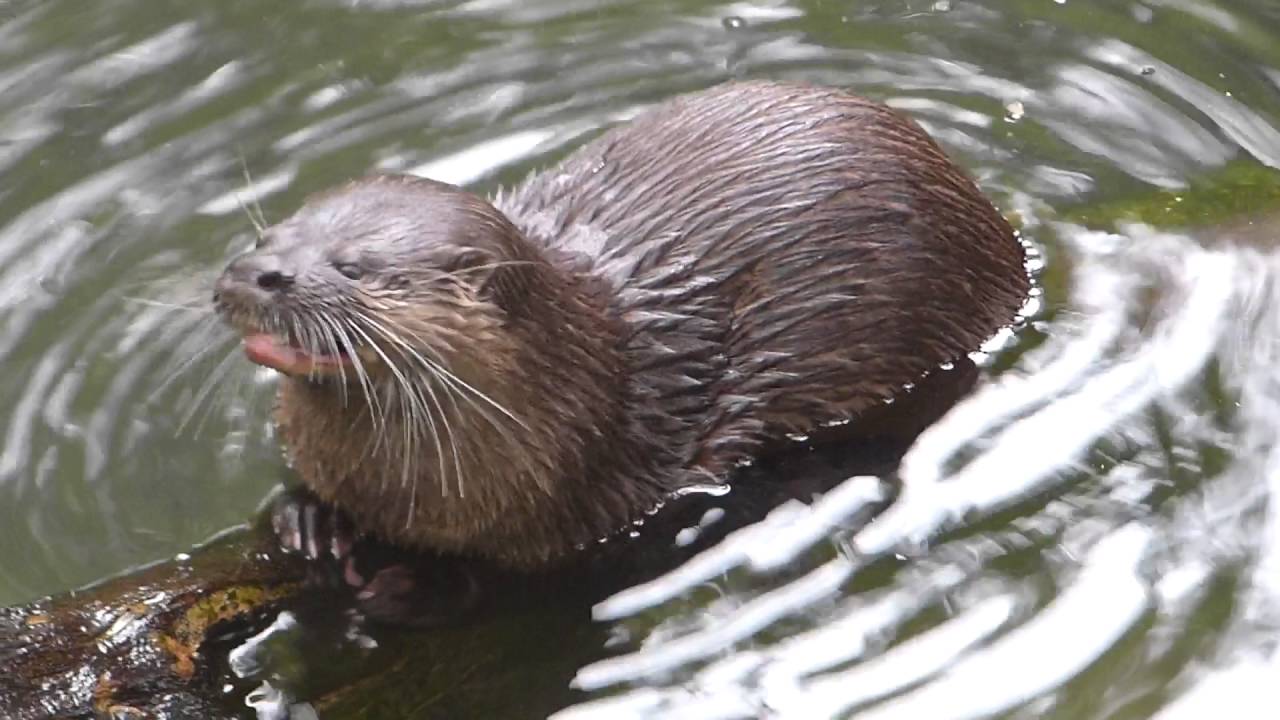 Lontra Nadando No Rio