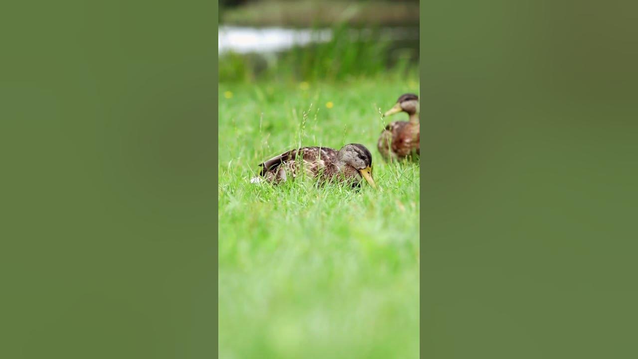 canon-rp-canon-nfd-200mm-f4-0-youtube