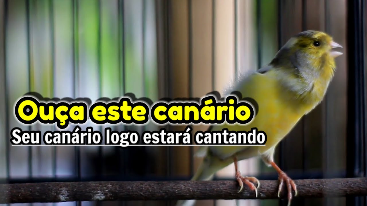 ESTE CANÁRIO PROVOU SER PODEROSO PARA ATRAIR CANÁRIOS A CANTAR ...