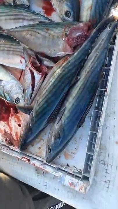 fileteando pescados vivos - YouTube