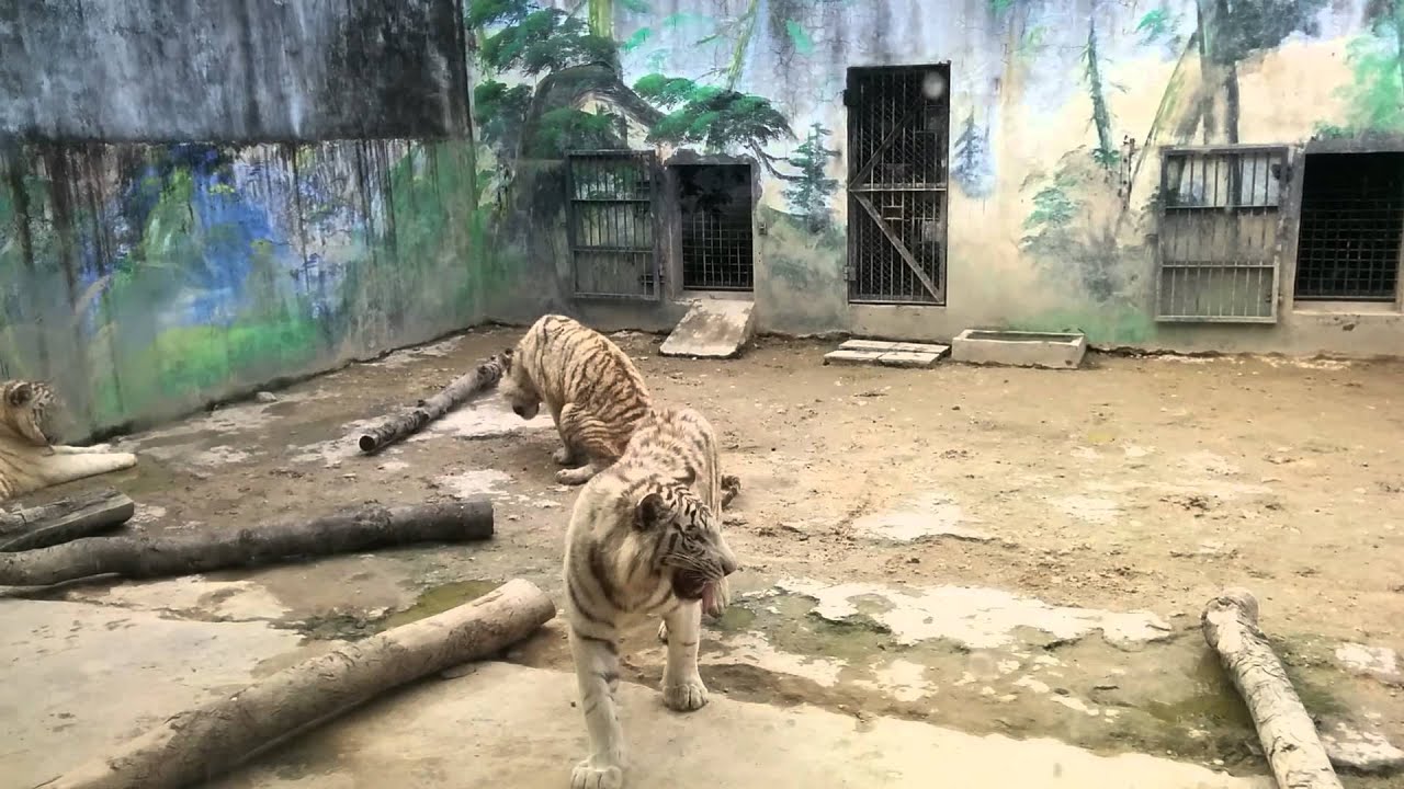 Tiger in Wenzhou zoo(3) - YouTube