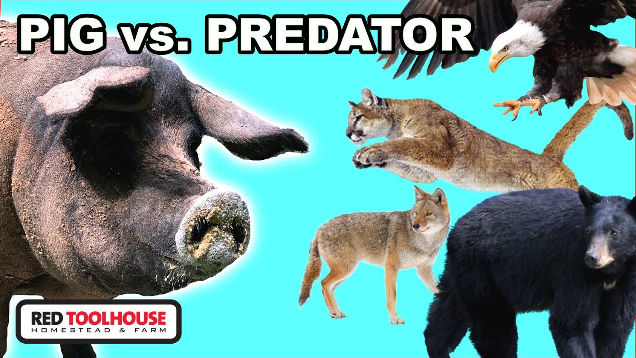 Are PREDATORS an Issue for PASTURED PIGS?? - YouTube