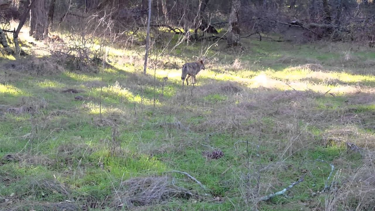 Friendly coyote - YouTube