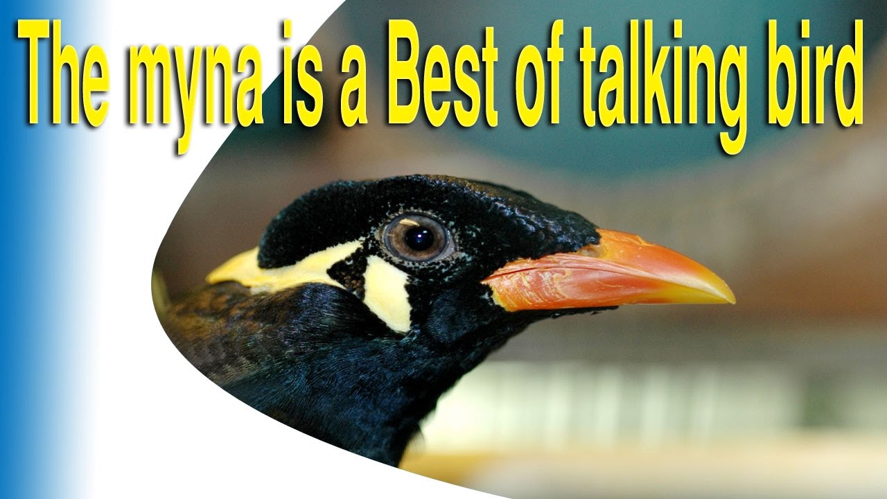 The myna is a Best of talking bird - YouTube