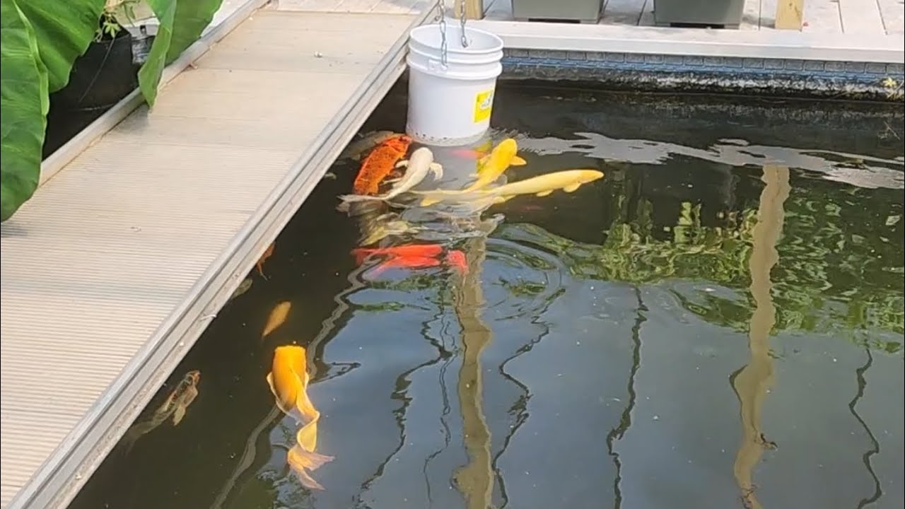 automatic Koi kissing feeder 💛😋💖 - YouTube