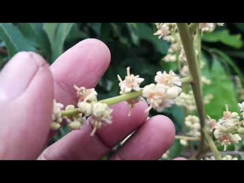 BUNGA KELENGKENG BETINA YANG BANYAK - YouTube