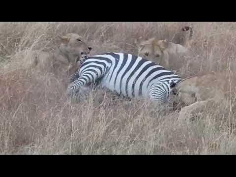 lions vs zebra#survival - YouTube