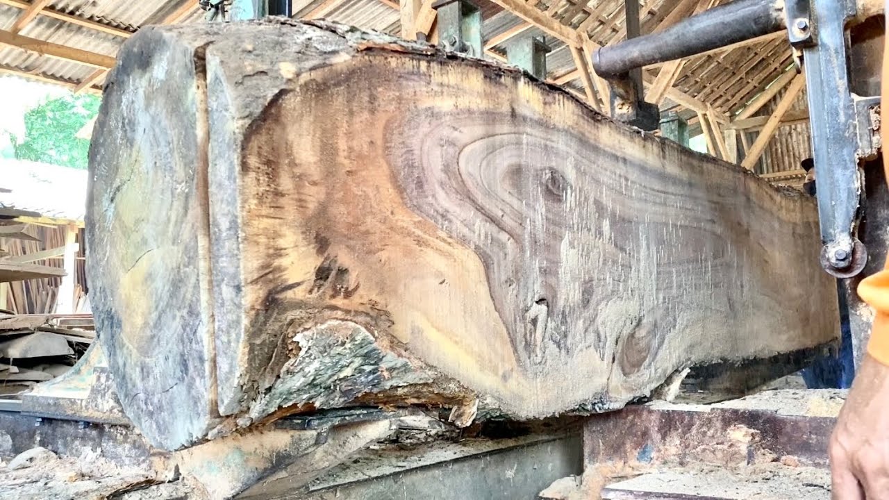 Penggergajian kayu trembesi purba incaran para kolektor bahan meja ...