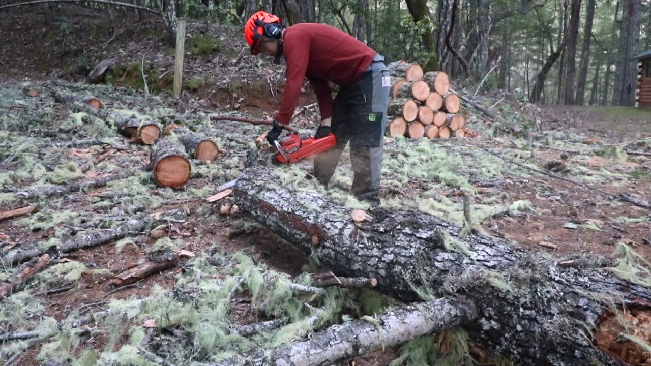 Husqvarna 550XP Tree Limbing - YouTube