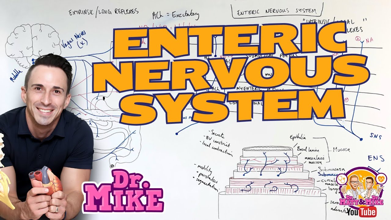Enteric Nervous System | Neural Regulation of the Digestive System ...