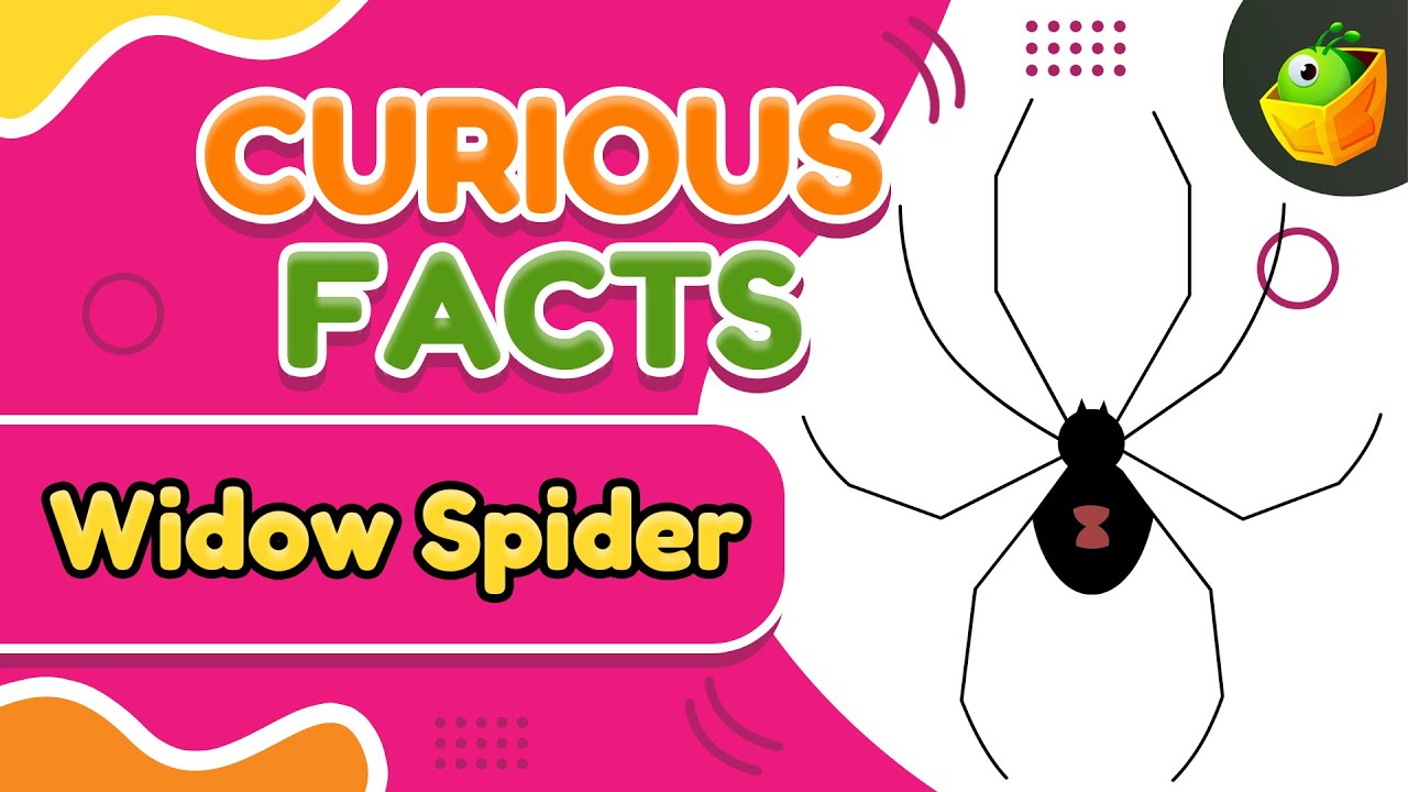 Creepy Crowly | The Amazing Spider Brain |How Spiders Build and Think |How Spiders Teach Us to ...