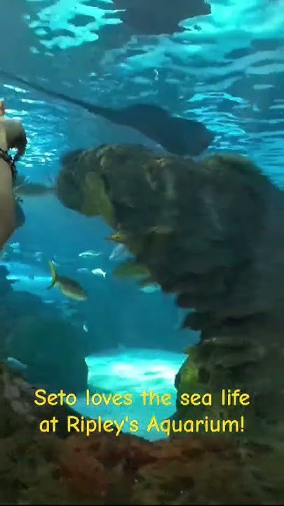Ripley's Aquarium! - YouTube