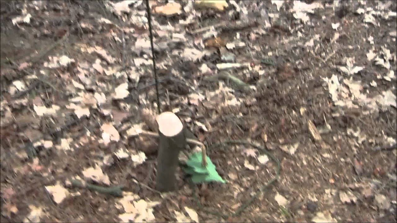 Easy survival spring snare trap - YouTube