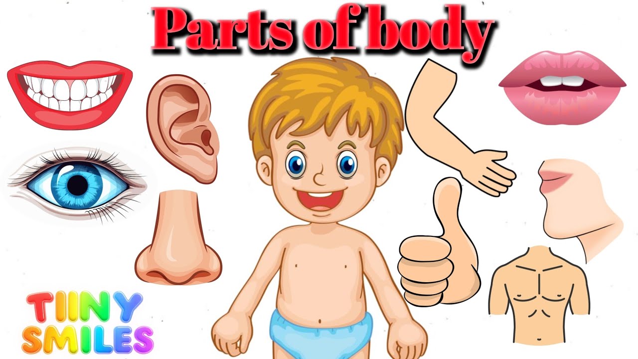 Parts of body| body's name| sense organs| kids education| study corner ...