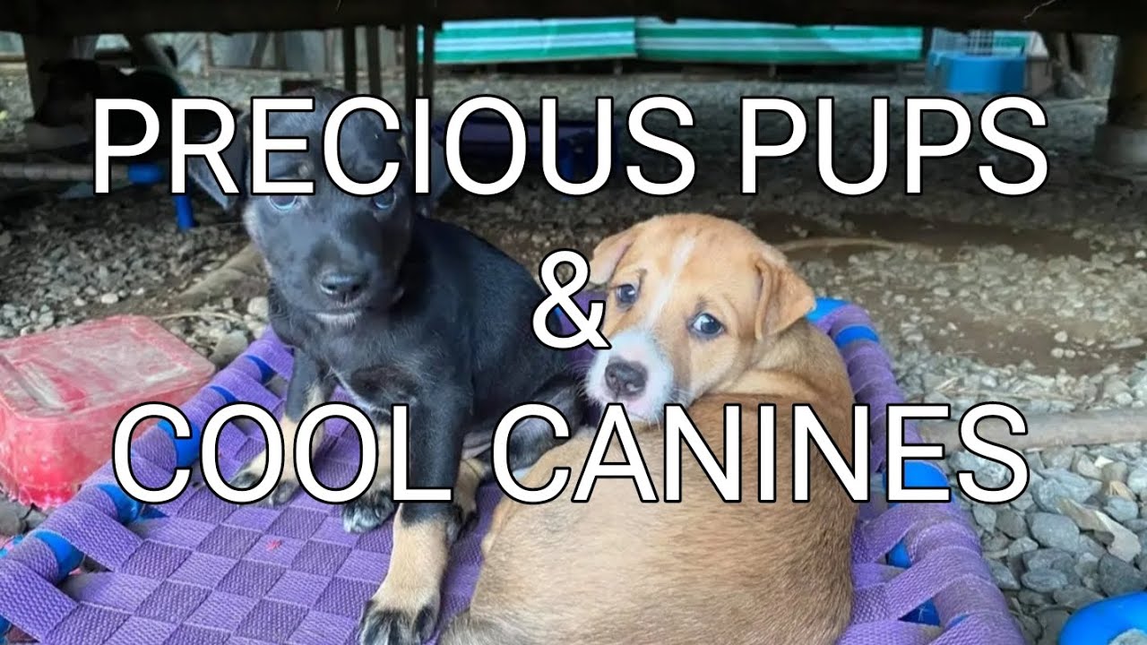 PRECIOUS PUPS & COOL CANINES - YouTube