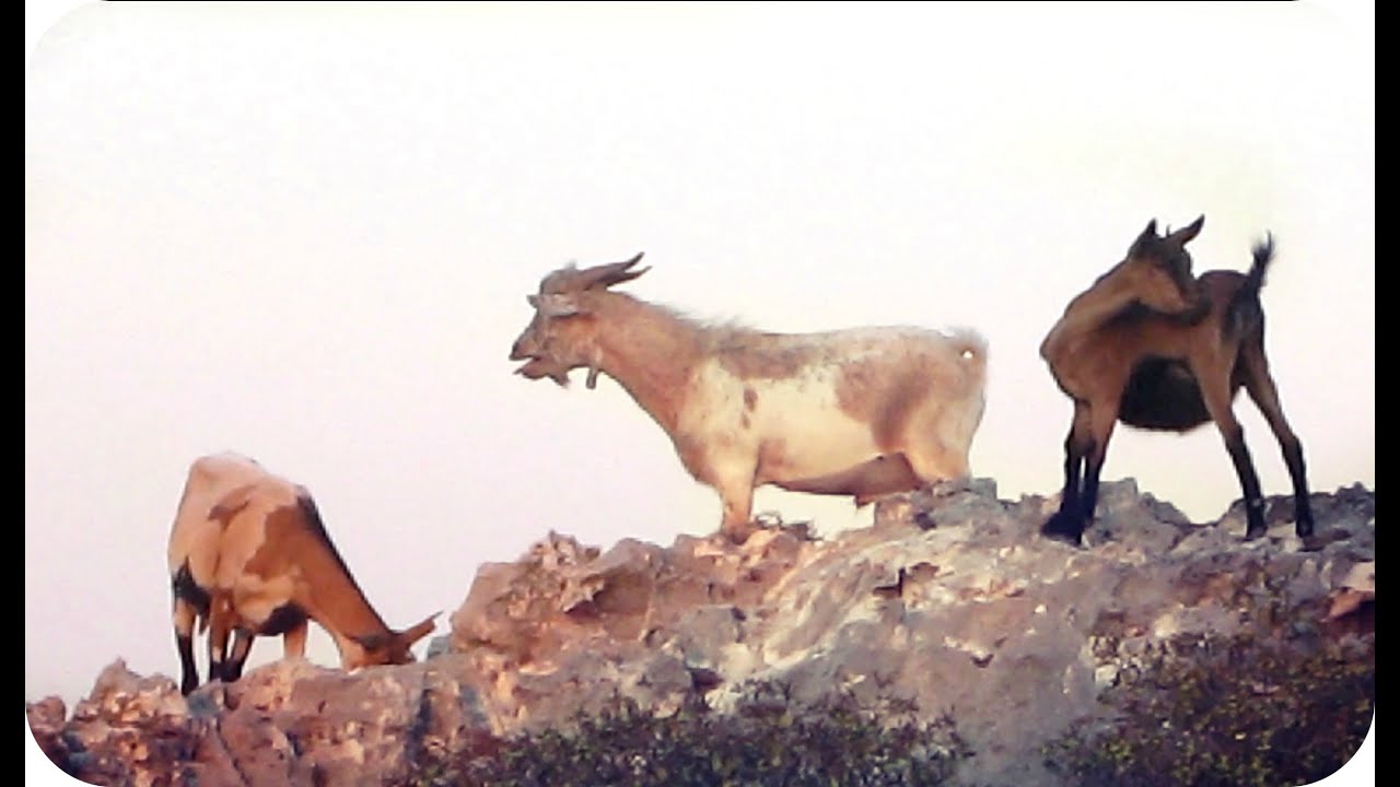 GOATS SCREAMING LIKE HUMANS | Madagascar (Travel Vlog) - YouTube