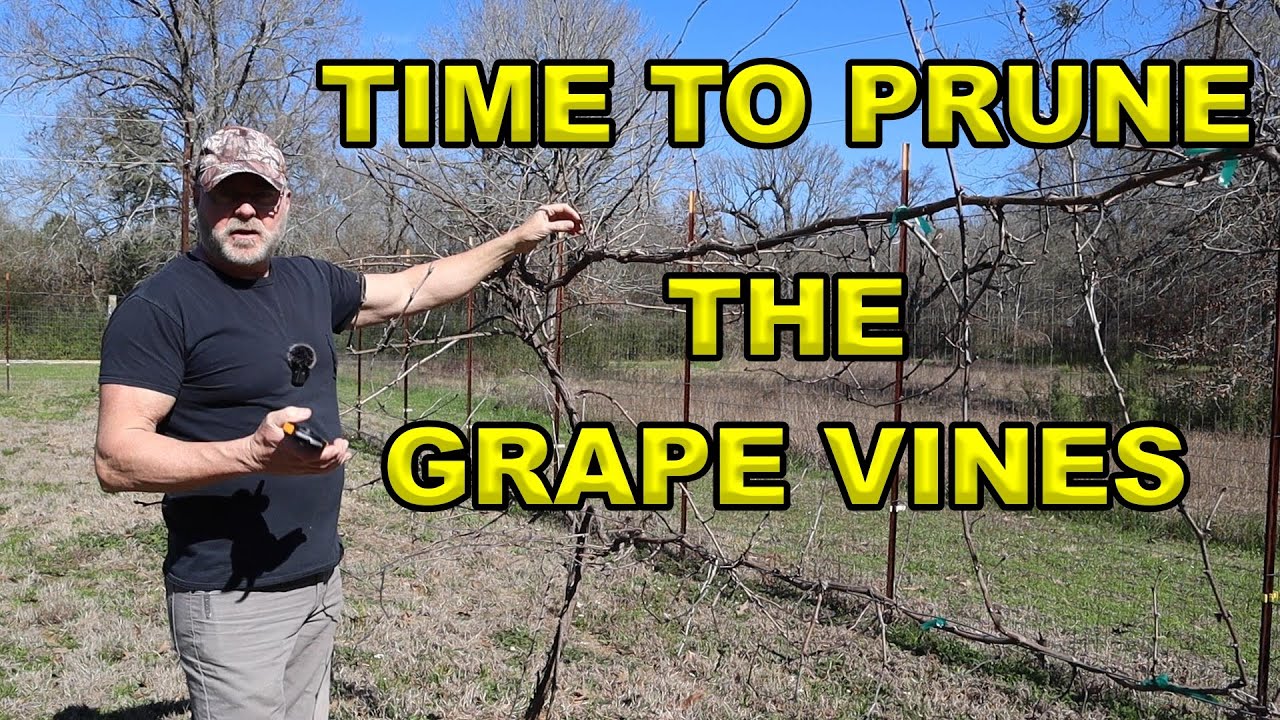Mastering The Art Of Pruning Grape Vines: A Step-by-step Guide - YouTube