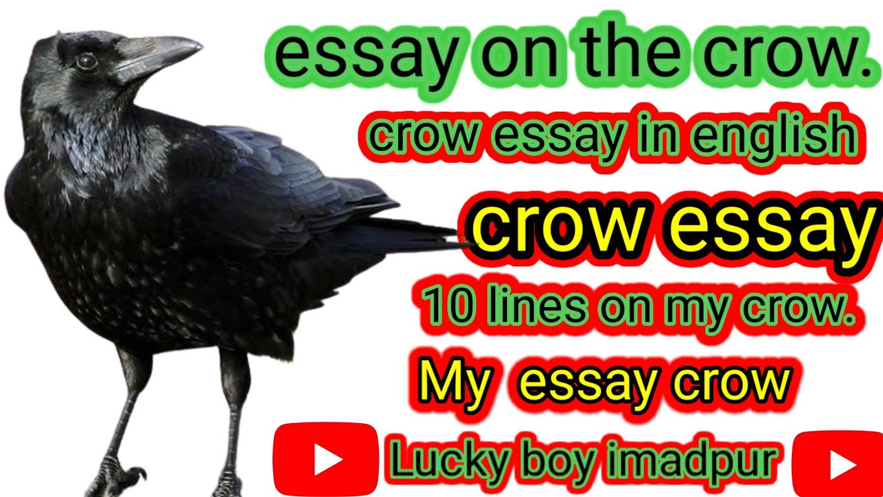 crow essay ||crow essay in english||essay on crow ||#mycrow #crow - YouTube